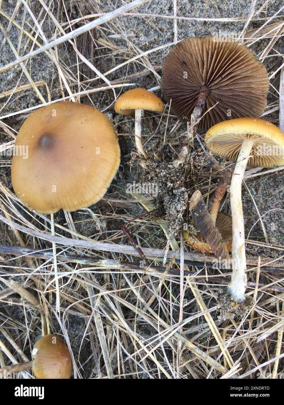 (Psilocybe azurescens) Fungi Stock Photo - Alamy