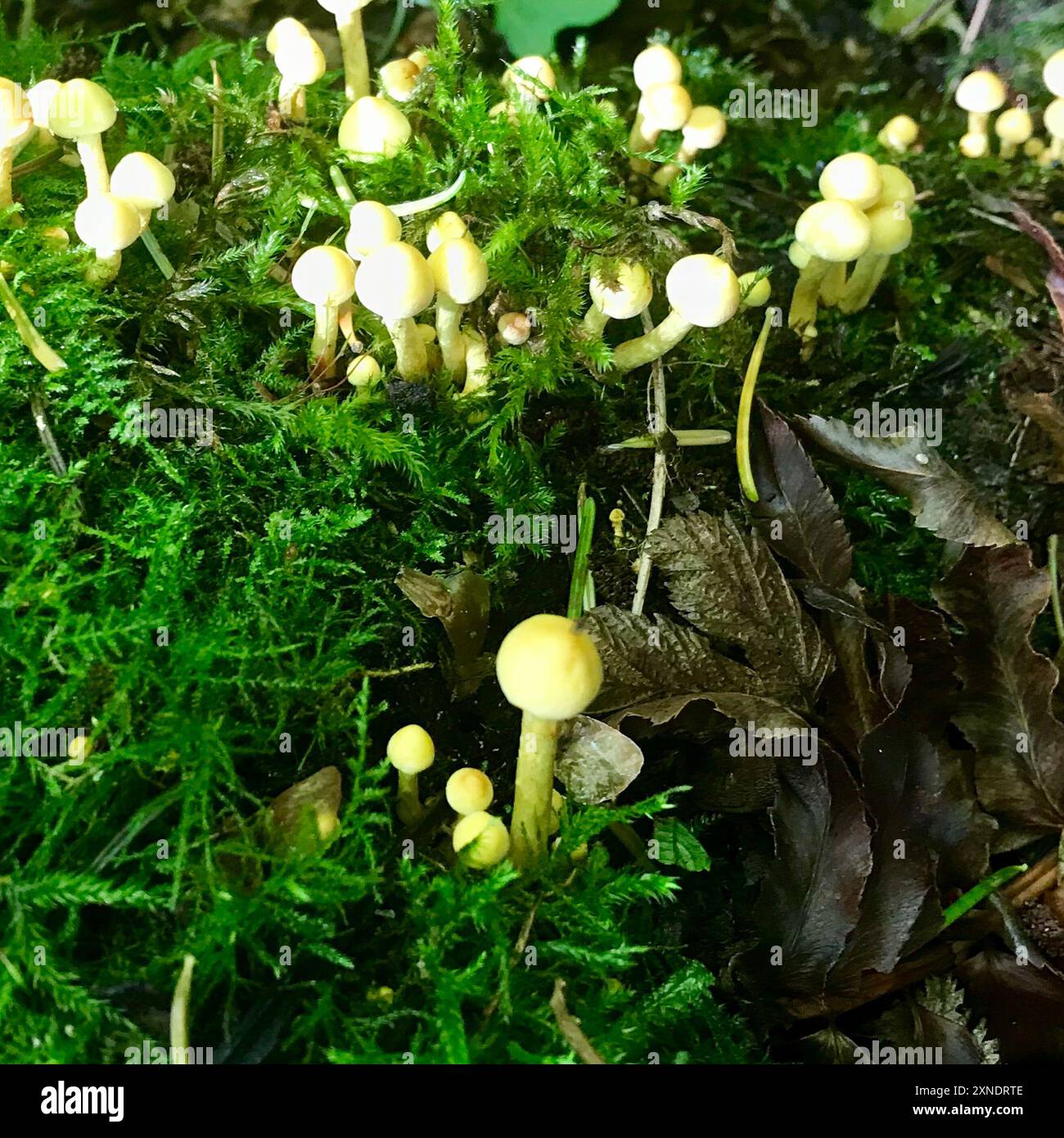 Sulphur Tuft (Hypholoma fasciculare) Fungi Stock Photo - Alamy
