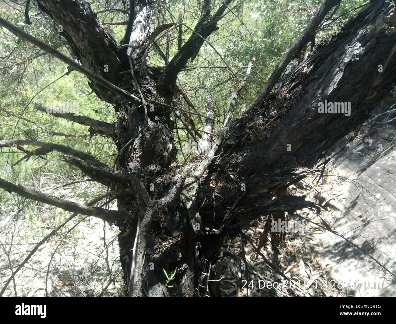 Paperbark Tea Tree (Gaudium trinervium) Plantae Stock Photo - Alamy