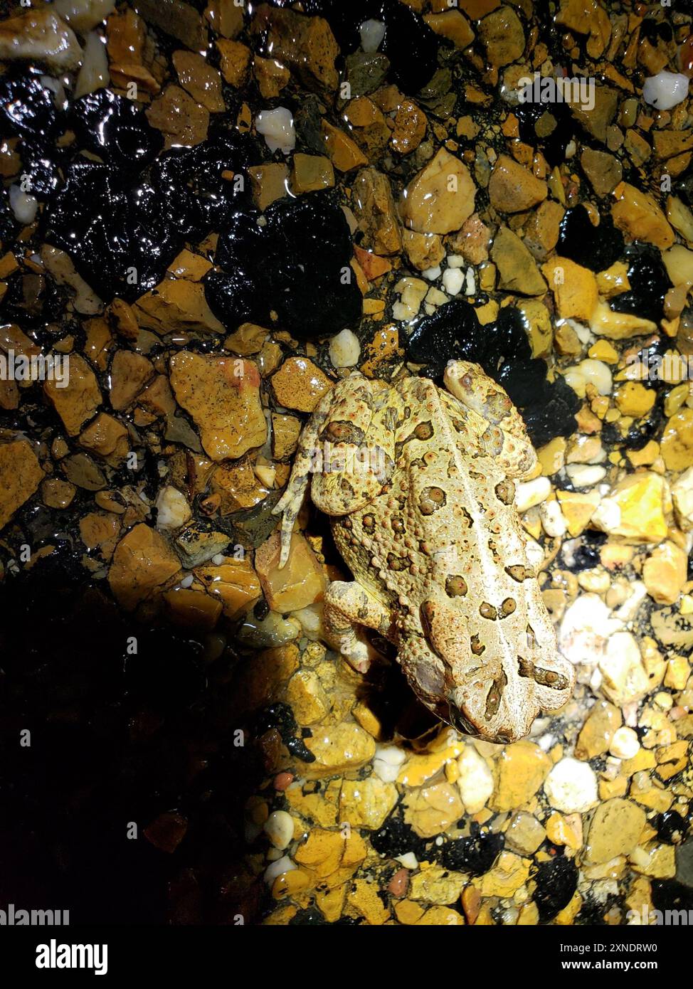Fowler's Toad (Anaxyrus fowleri) Amphibia Stock Photo - Alamy