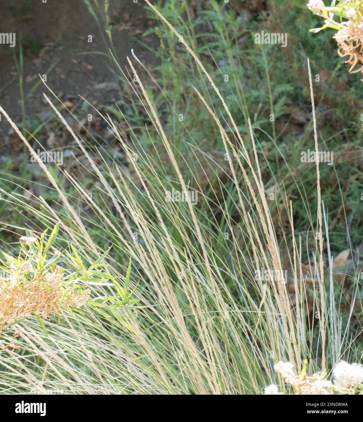 deergrass (Muhlenbergia rigens) Plantae Stock Photo - Alamy