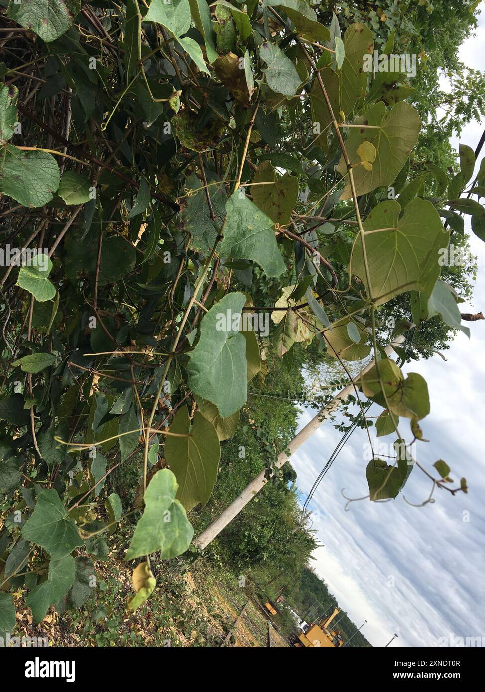 grape family (Vitaceae) Plantae Stock Photo - Alamy