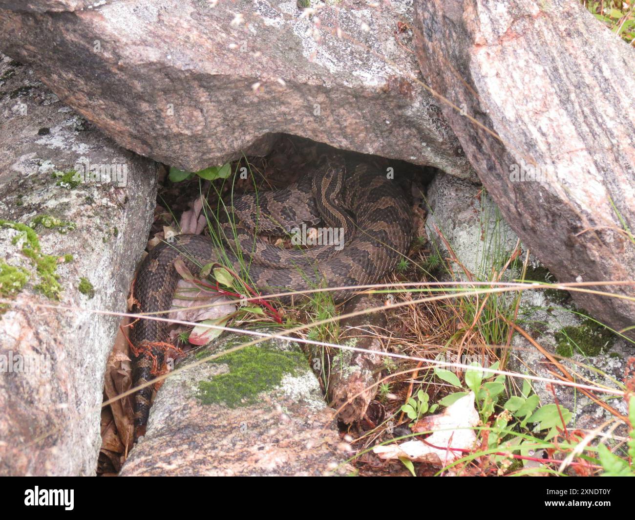 Massasauga (Sistrurus catenatus) Reptilia Stock Photo - Alamy