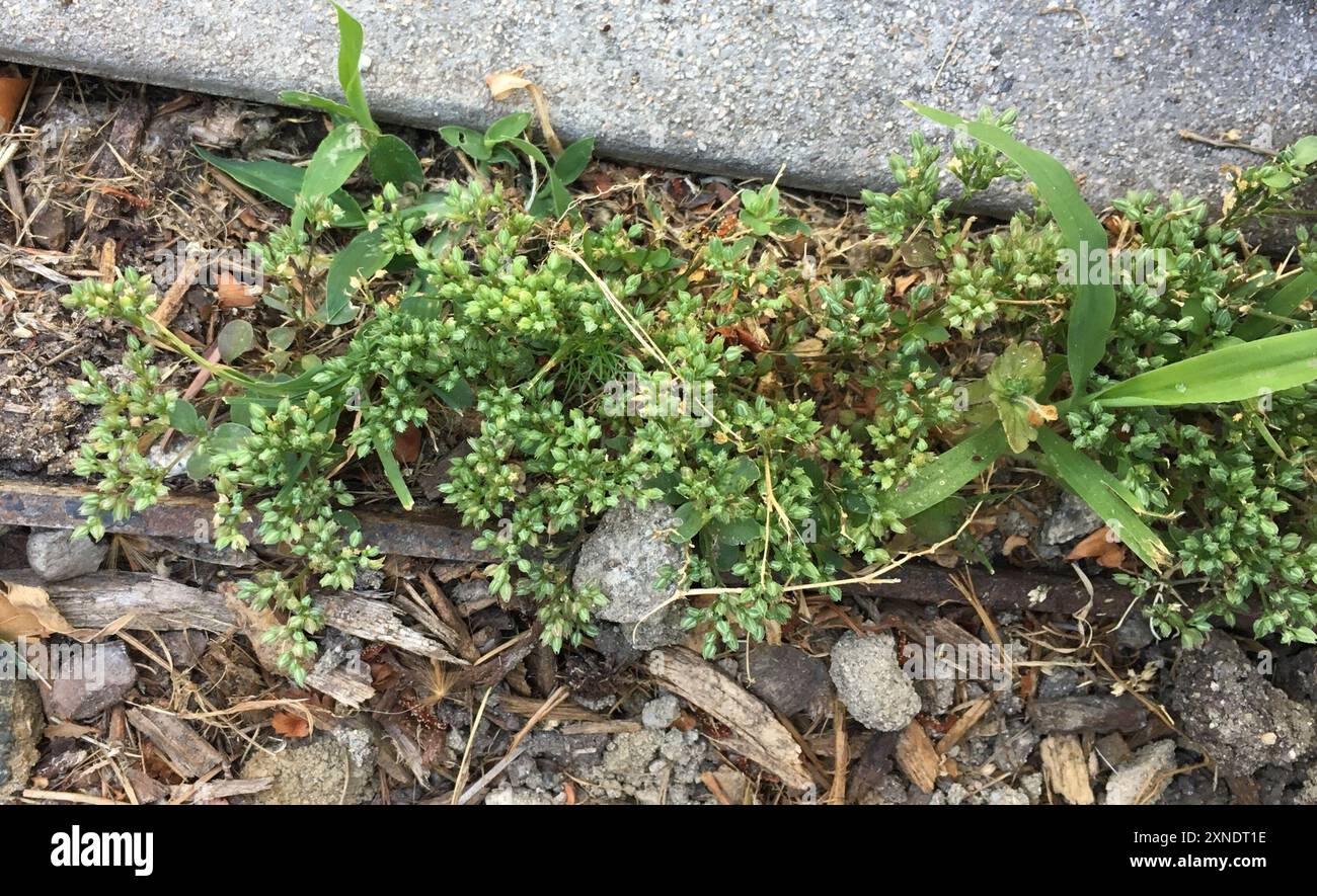 fourleaf manyseed (Polycarpon tetraphyllum) Plantae Stock Photo - Alamy