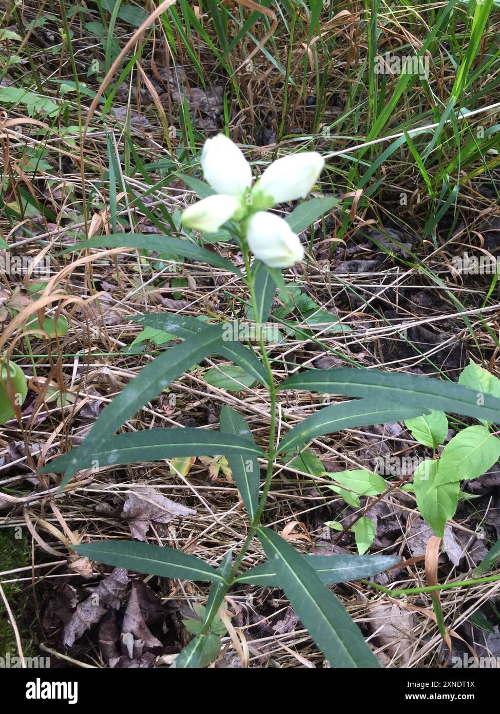 white turtlehead (Chelone glabra) Plantae Stock Photo - Alamy