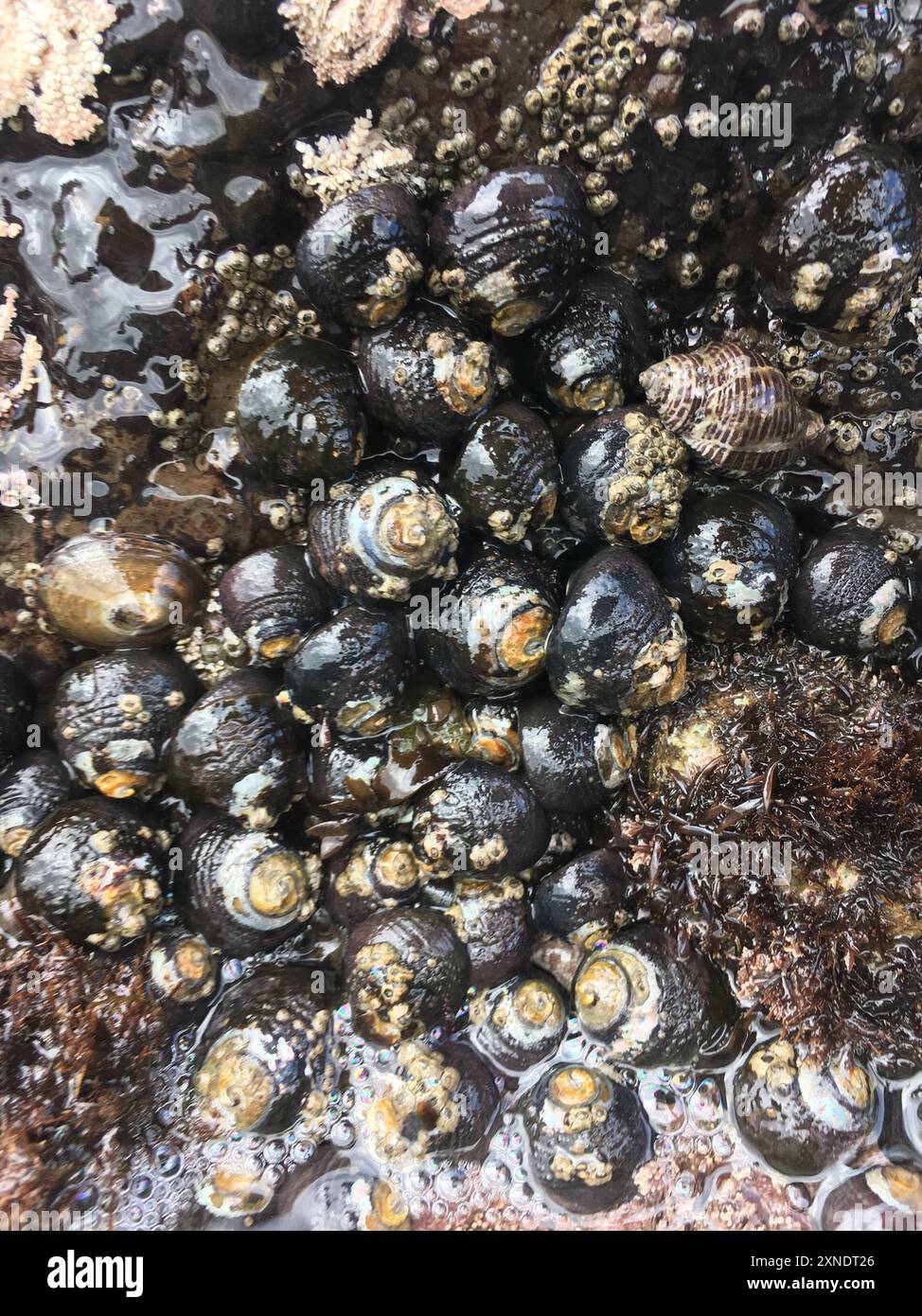 Black Tegula (Tegula funebralis) Mollusca Stock Photo - Alamy