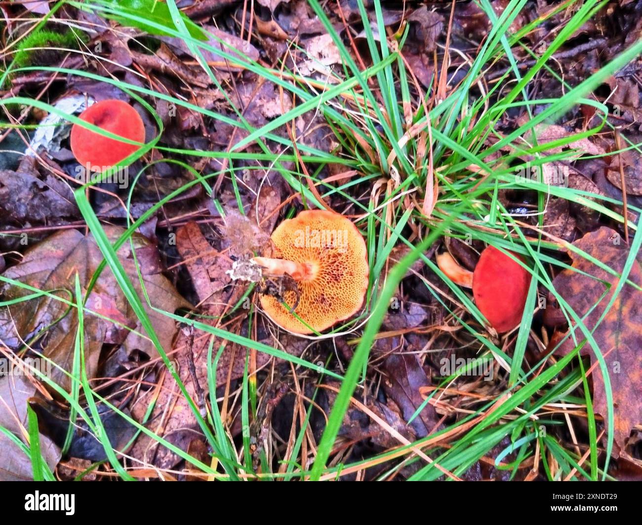 Ruby Bolete (Hortiboletus rubellus) Fungi Stock Photo - Alamy