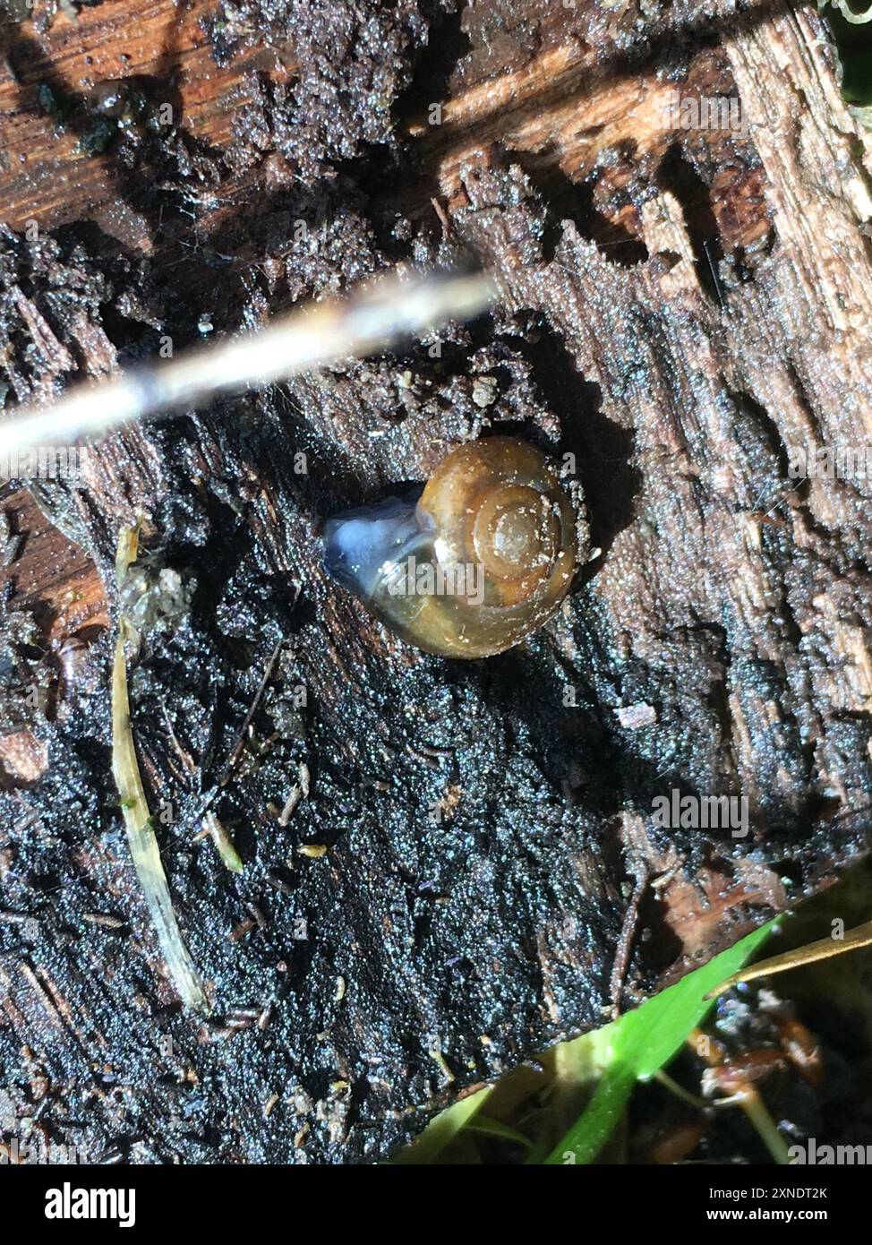 Typical Glass Snails (Oxychilus) Mollusca Stock Photo - Alamy