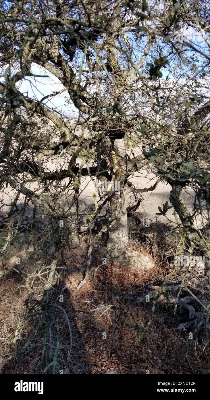 Engelmann oak (Quercus engelmannii) Plantae Stock Photo - Alamy