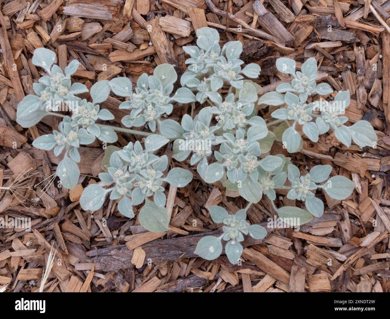 turkey mullein (Croton setiger) Plantae Stock Photo - Alamy