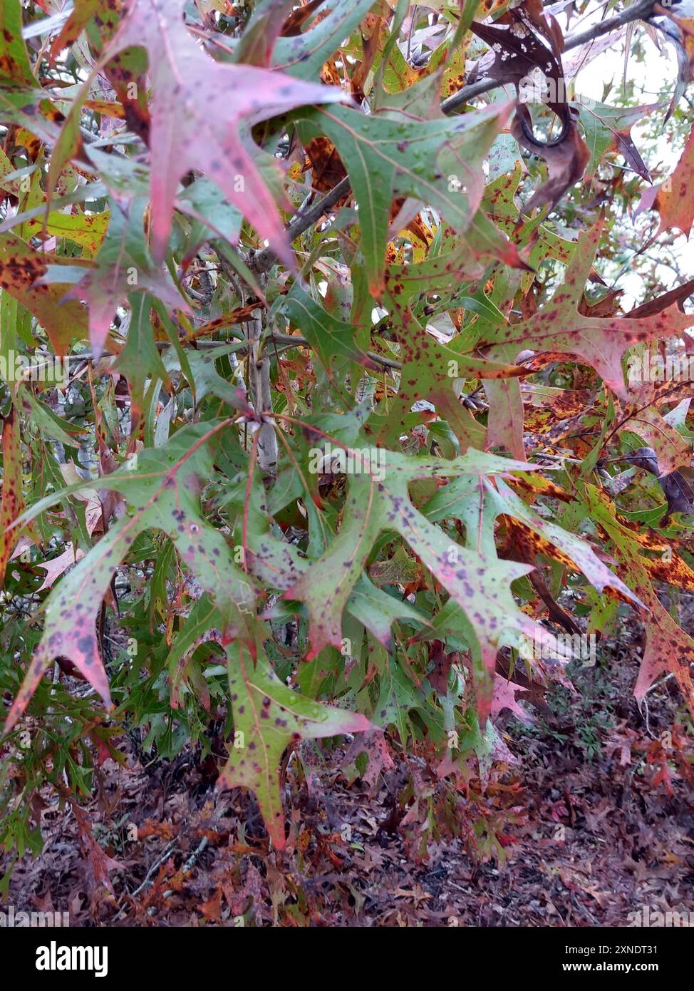 American turkey oak (Quercus laevis) Plantae Stock Photo - Alamy