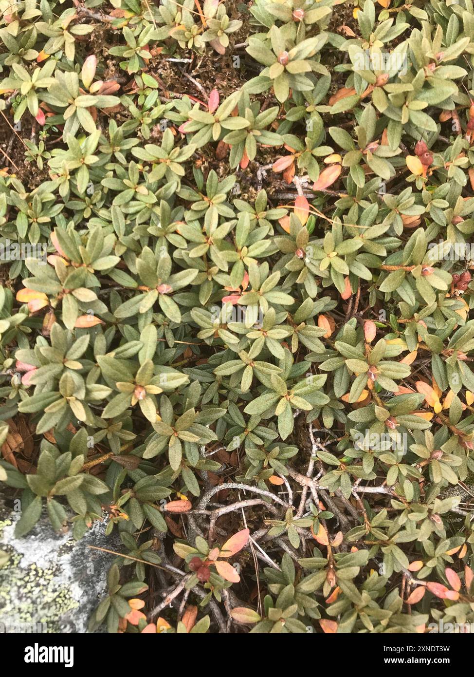 Lapland Azalea (Rhododendron lapponicum) Plantae Stock Photo - Alamy