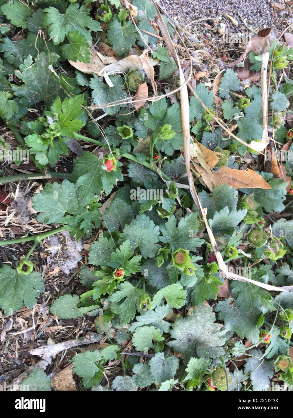 Carolina Bristlemallow (Modiola caroliniana) Plantae Stock Photo - Alamy