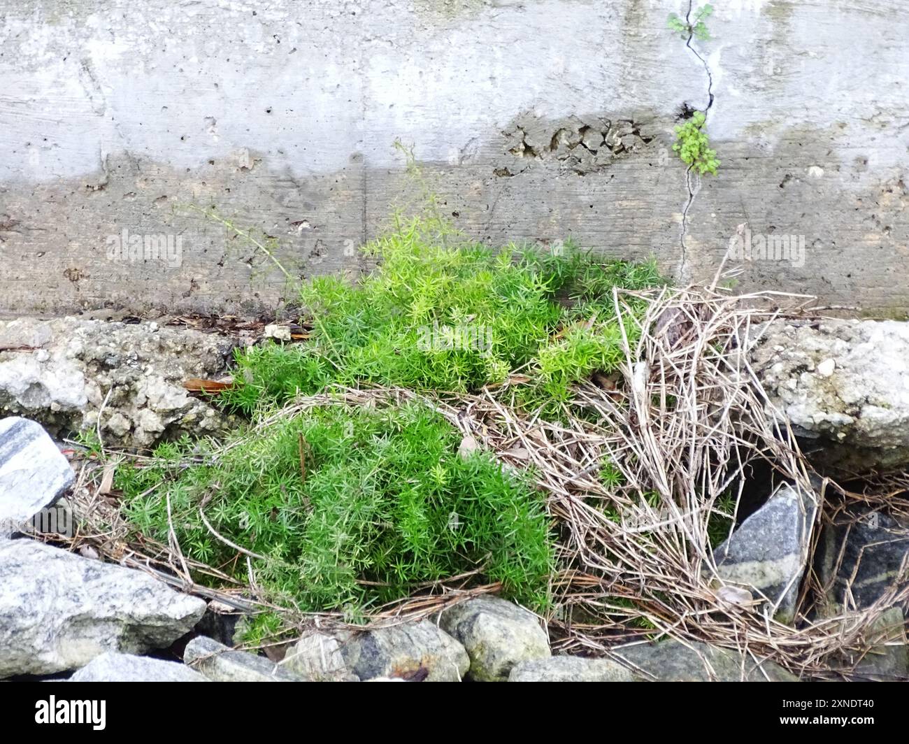 African Asparagus (Asparagus aethiopicus) Plantae Stock Photo - Alamy