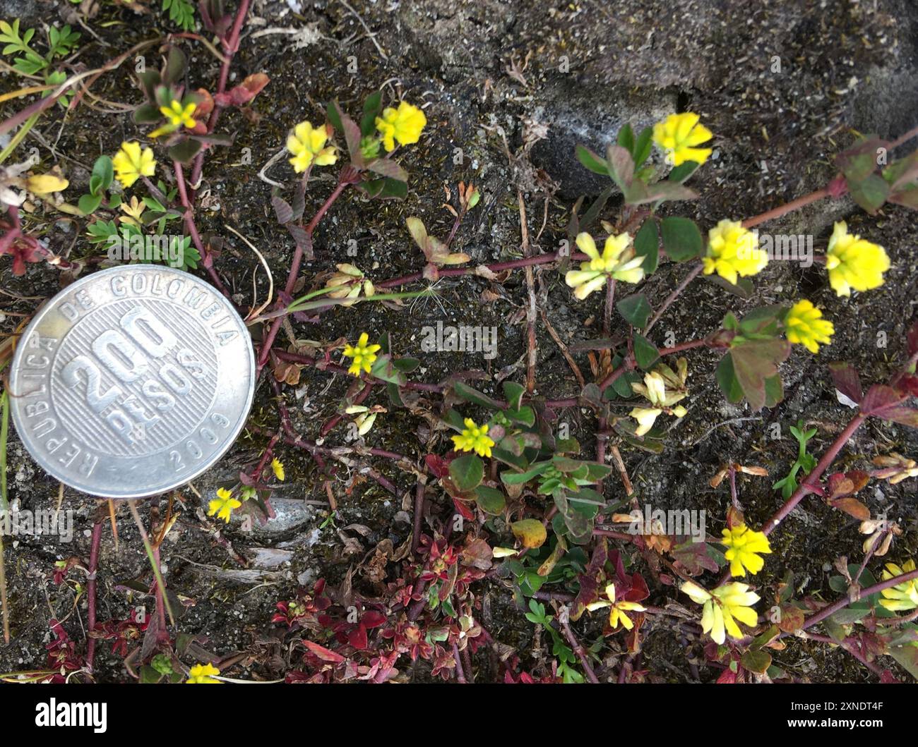 Lesser hop trefoil (Trifolium dubium) Plantae Stock Photo - Alamy