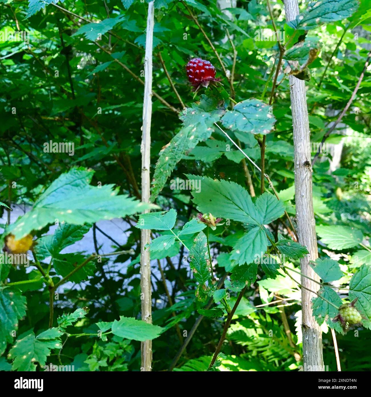 Salmonberry (Rubus spectabilis) Plantae Stock Photo - Alamy