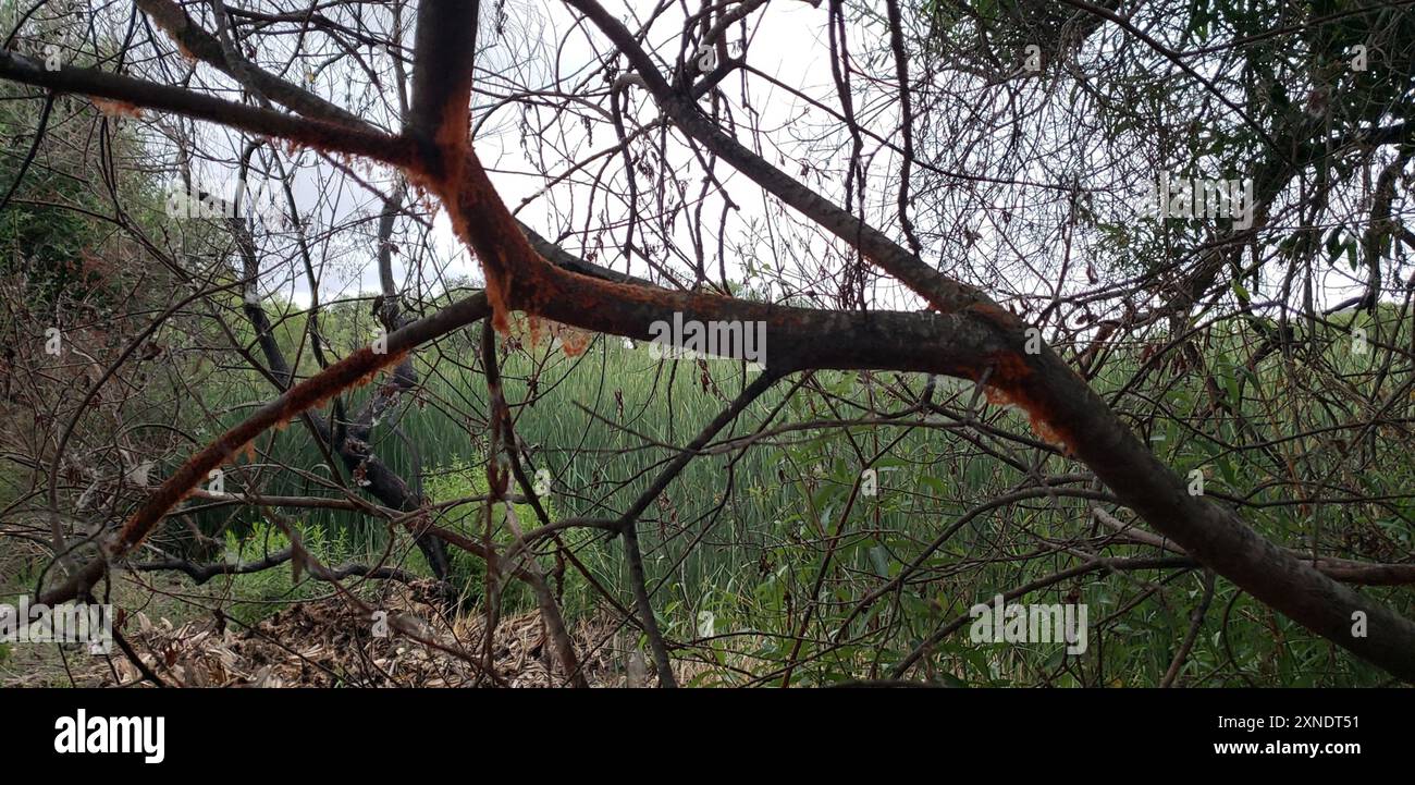 Cytospora Cankers (Cytospora) Fungi Stock Photo - Alamy