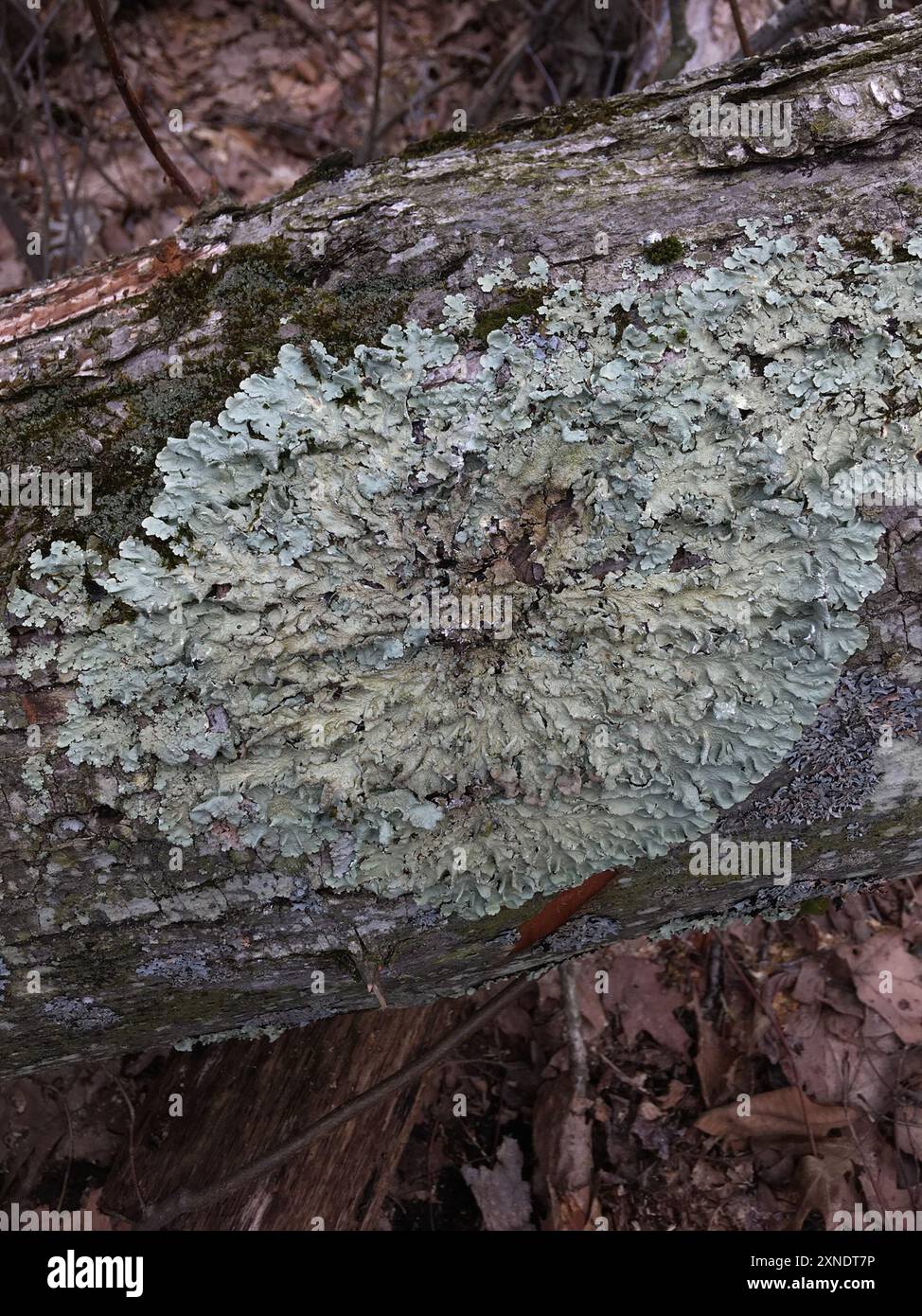 common greenshield lichen (Flavoparmelia caperata) Fungi Stock Photo ...