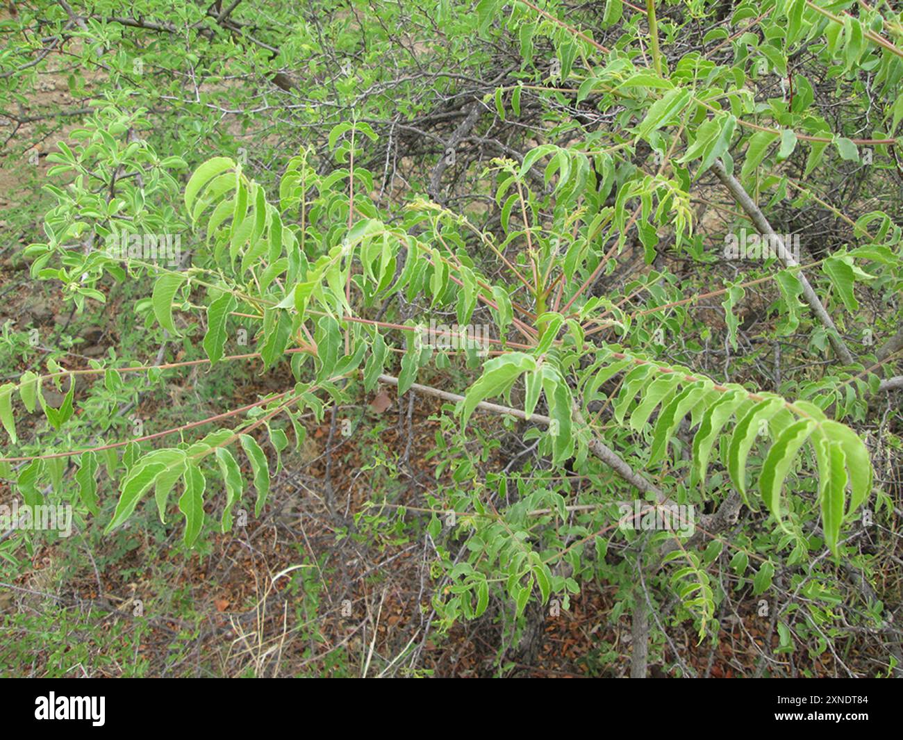 Kirkia (Kirkia acuminata) Plantae Stock Photo - Alamy