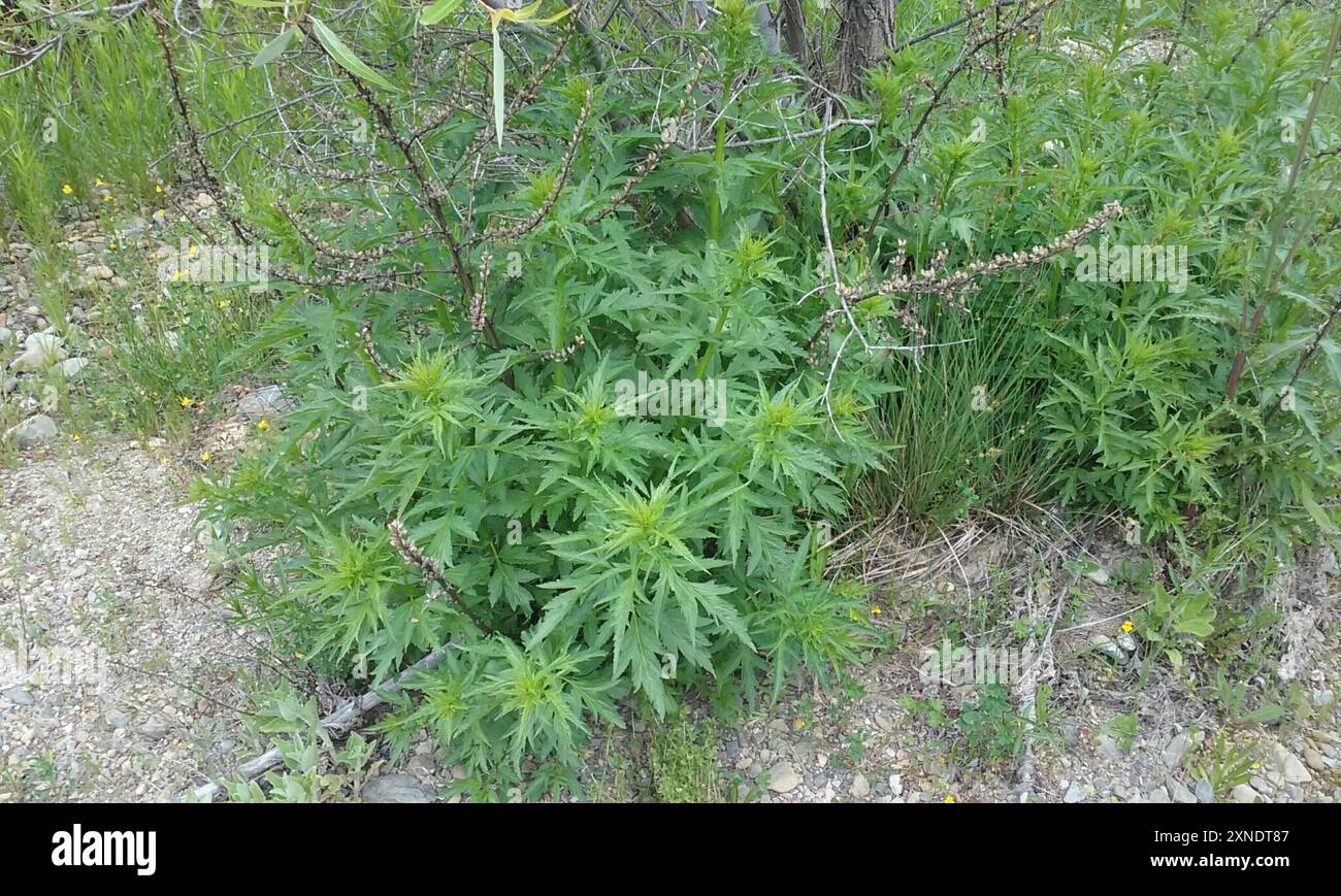 durango root (Datisca glomerata) Plantae Stock Photo - Alamy