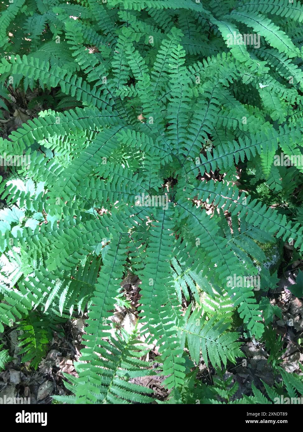 northern maidenhair fern (Adiantum pedatum) Plantae Stock Photo - Alamy