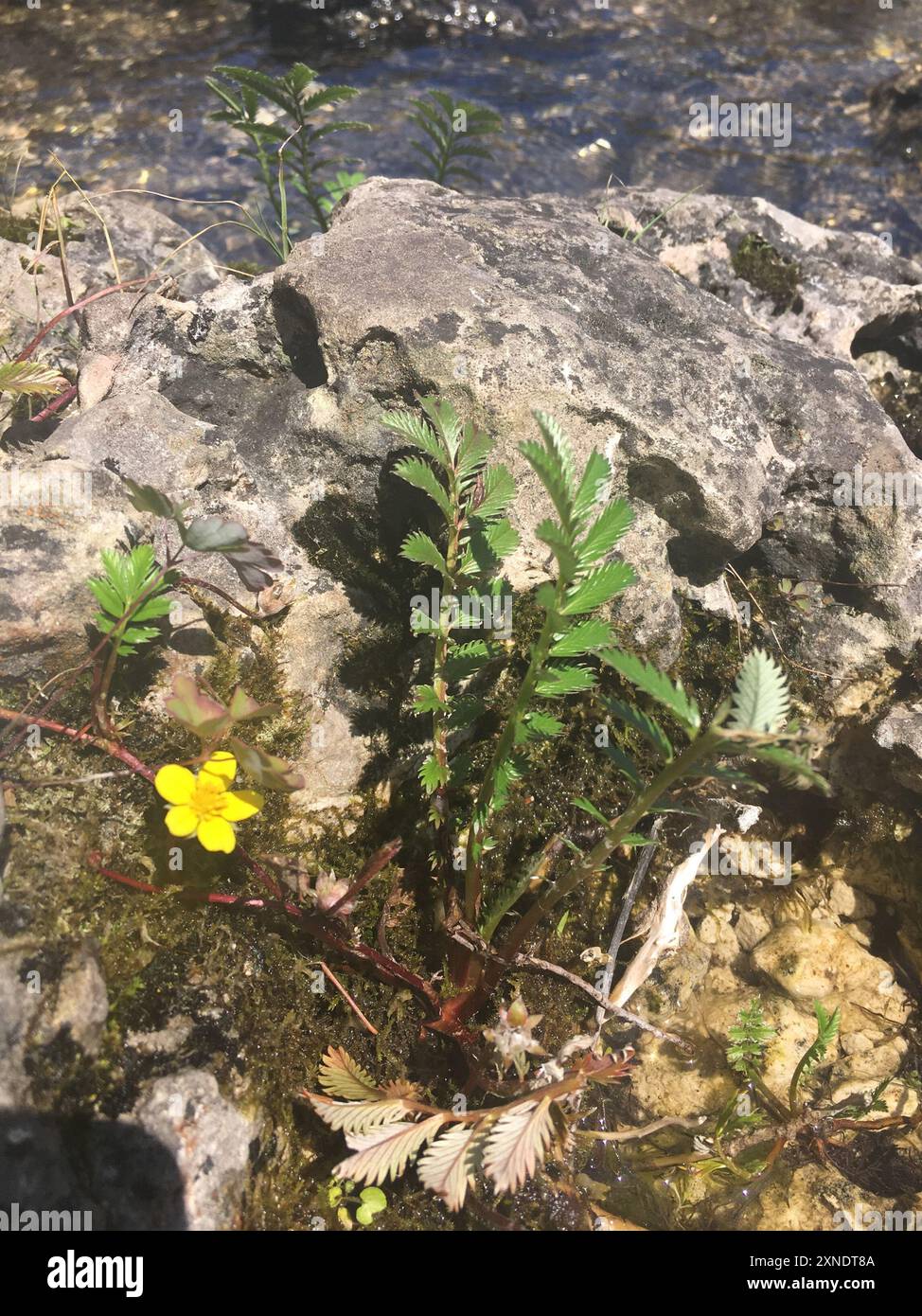 common silverweed (Argentina anserina) Plantae Stock Photo - Alamy