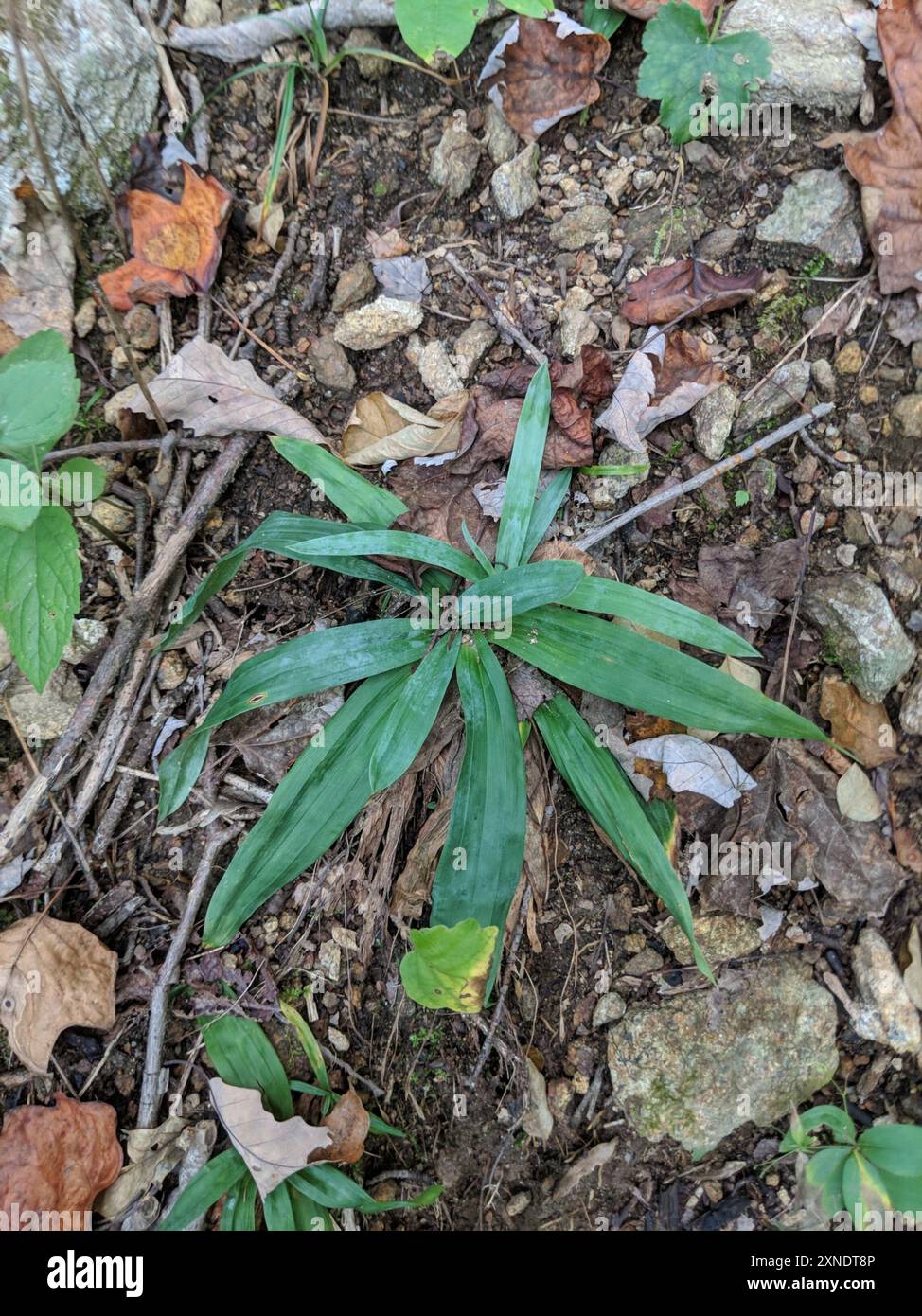 White Bear Sedge (Carex albursina) Plantae Stock Photo - Alamy