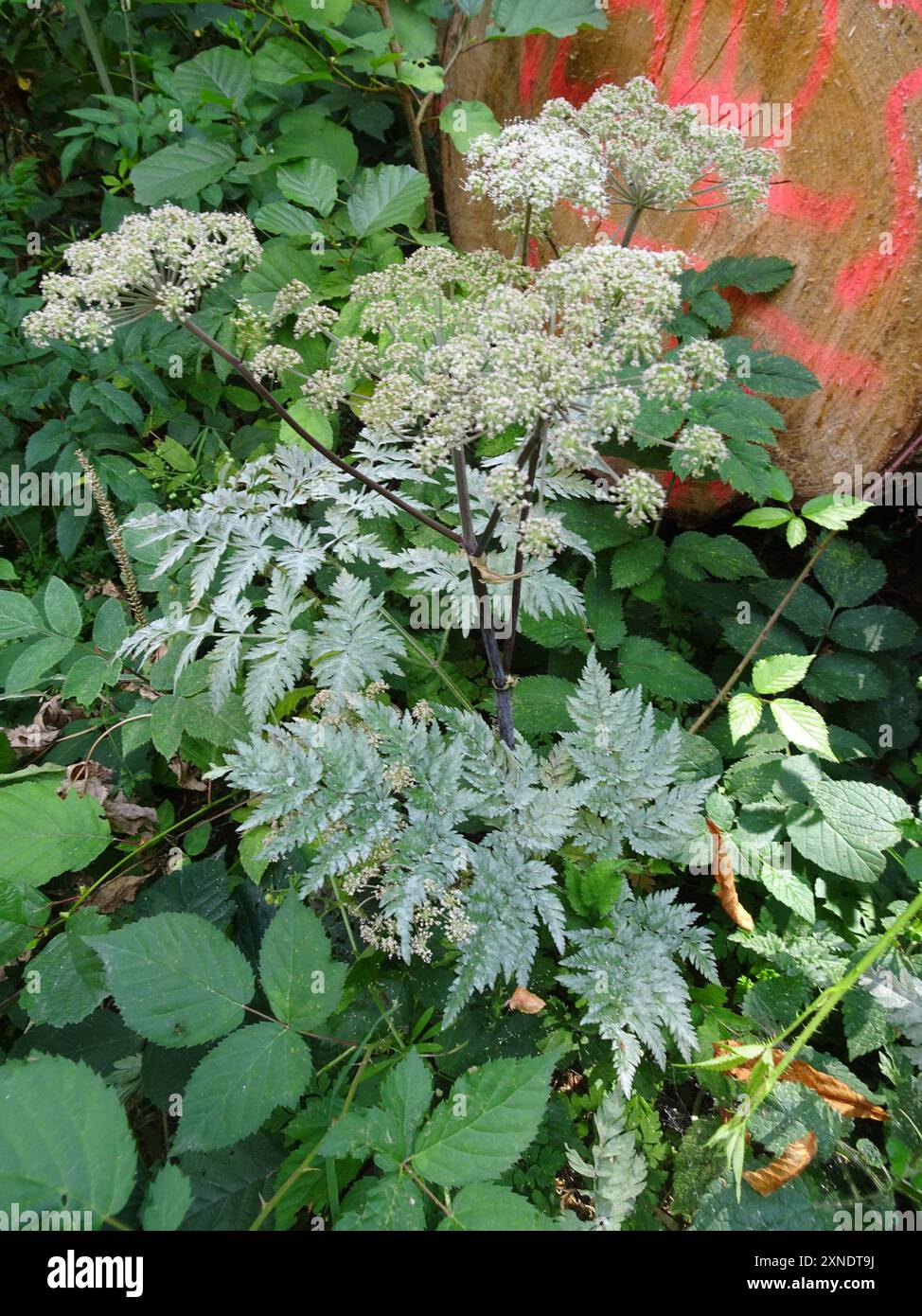 carrot family (Apiaceae) Plantae Stock Photo - Alamy