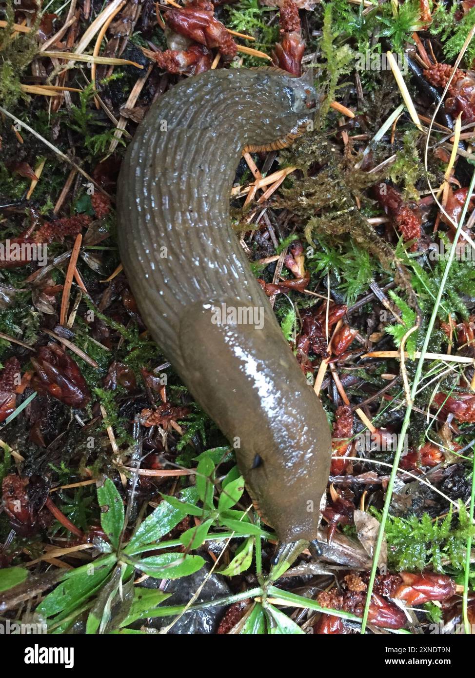 Roundback Slugs and Allies (Arionoidea) Mollusca Stock Photo - Alamy