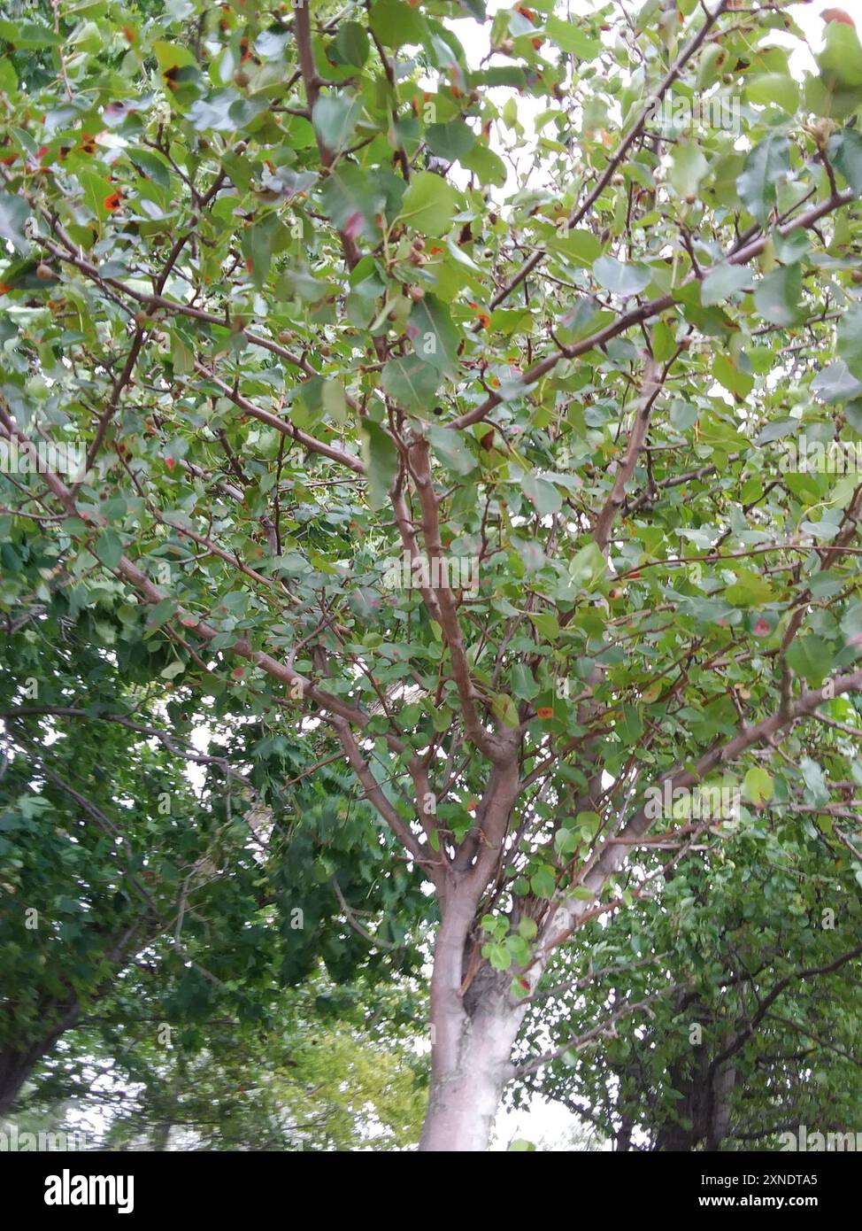Callery pear (Pyrus calleryana) Plantae Stock Photo - Alamy