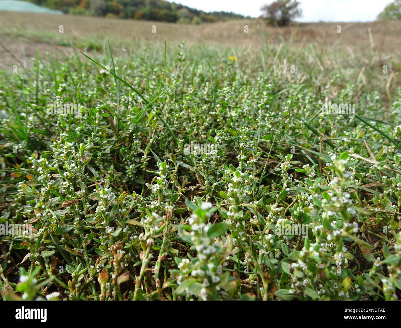 Oval Leaf Knotweed (Polygonum arenastrum) Plantae Stock Photo - Alamy