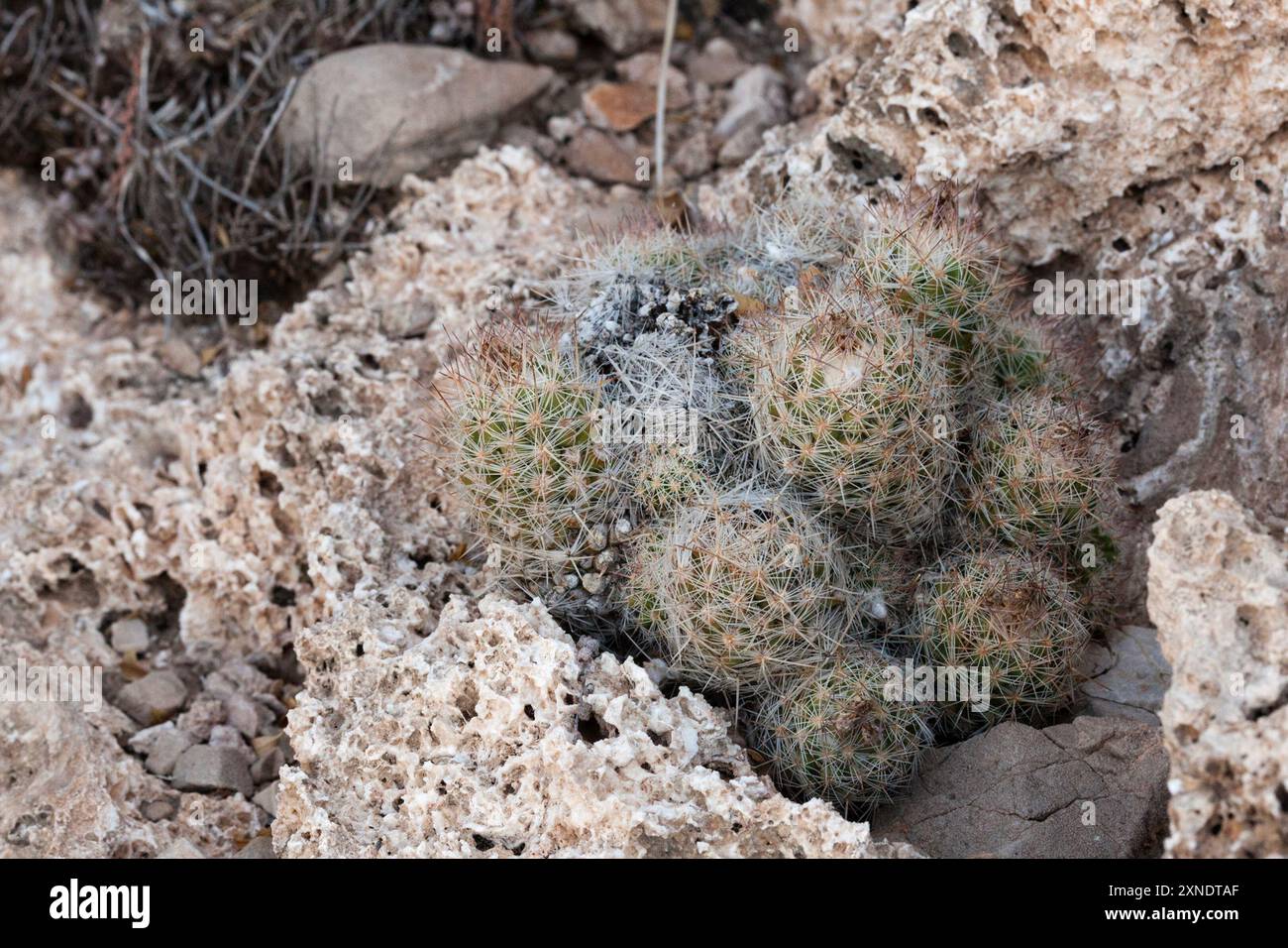 Whitecolumn Foxtail Cactus (Escobaria tuberculosa) Plantae Stock Photo ...