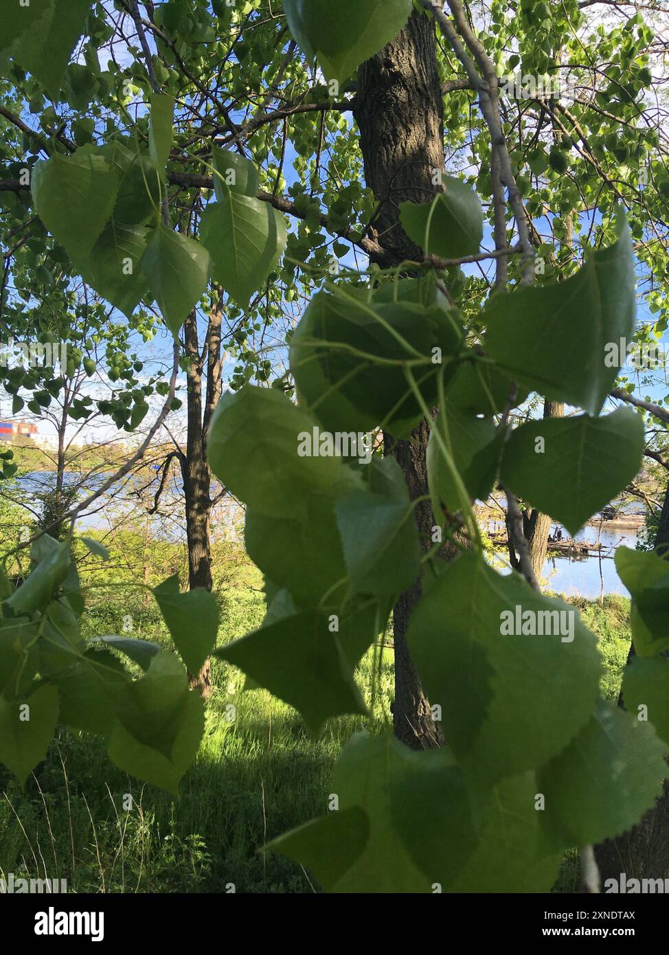 Eastern Cottonwood (Populus deltoides) Plantae Stock Photo - Alamy