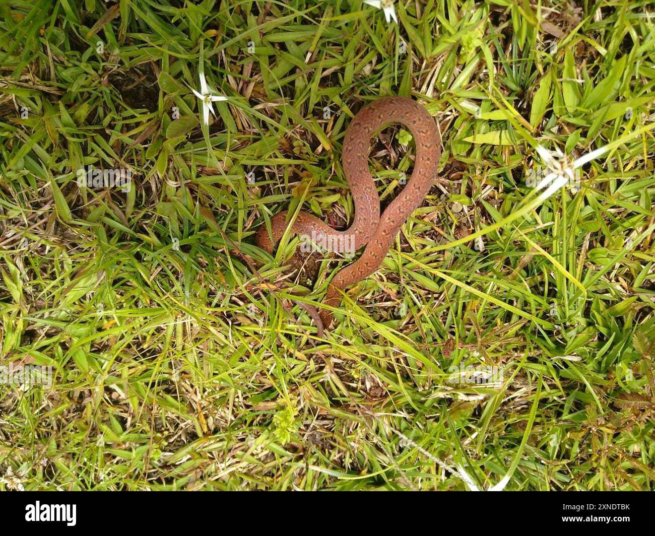 Northern Ground Snake (Atractus nicefori) Reptilia Stock Photo - Alamy