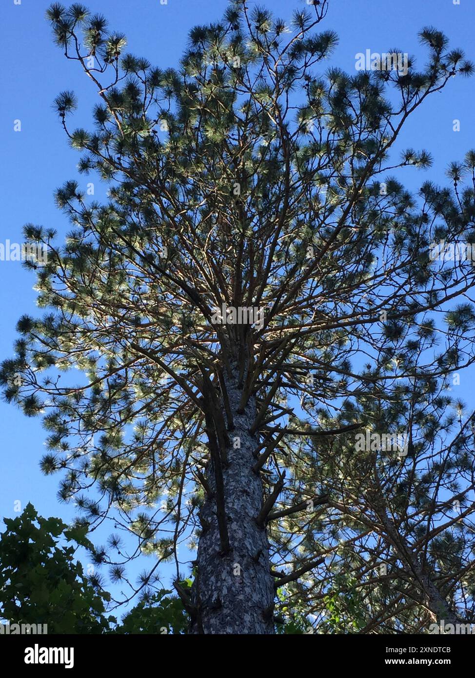 red pine (Pinus resinosa) Plantae Stock Photo - Alamy
