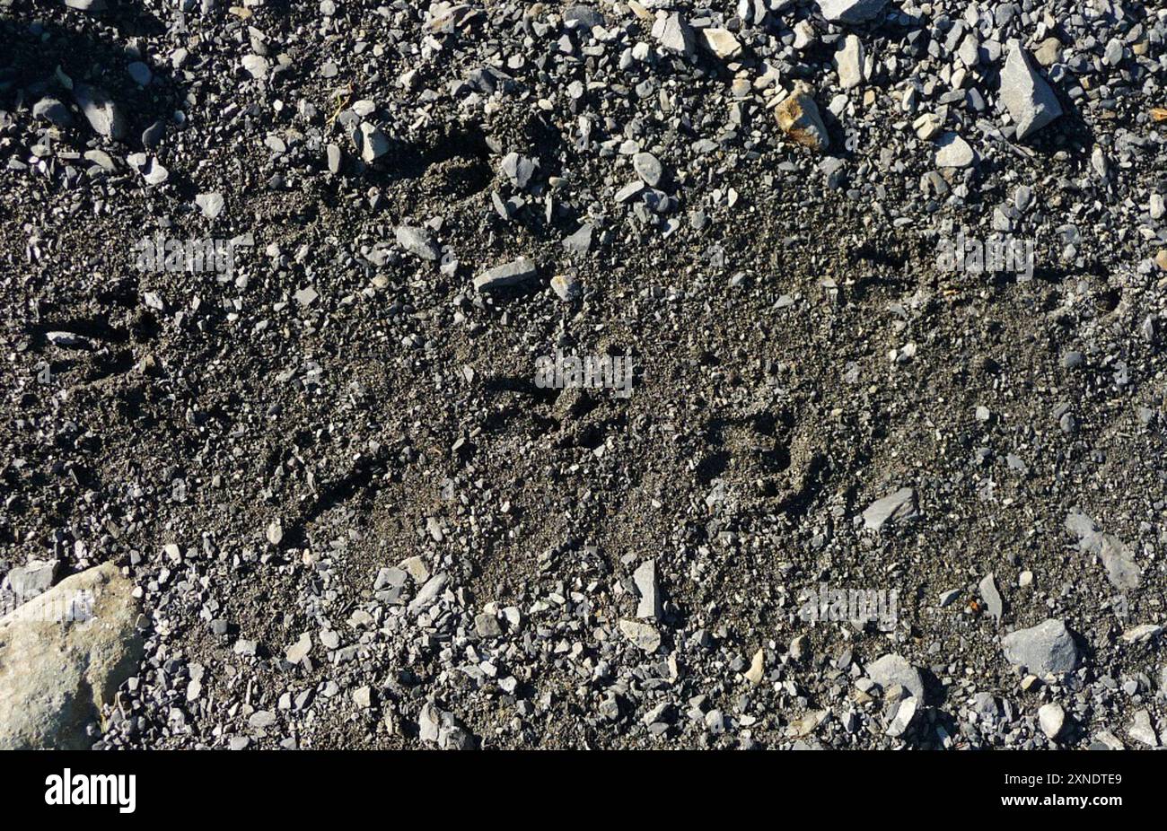 Ruminants (Ruminantia) Mammalia Stock Photo - Alamy