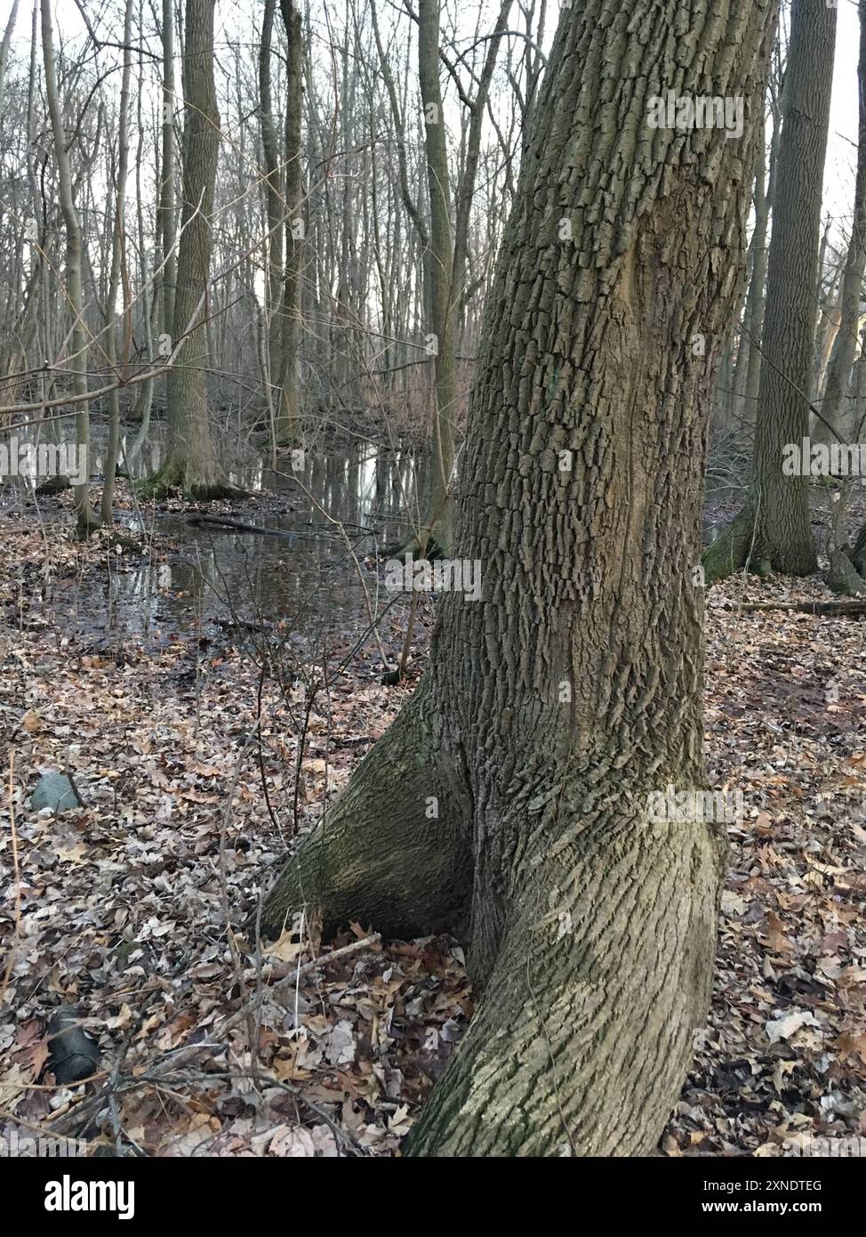 pumpkin ash (Fraxinus profunda) Plantae Stock Photo - Alamy
