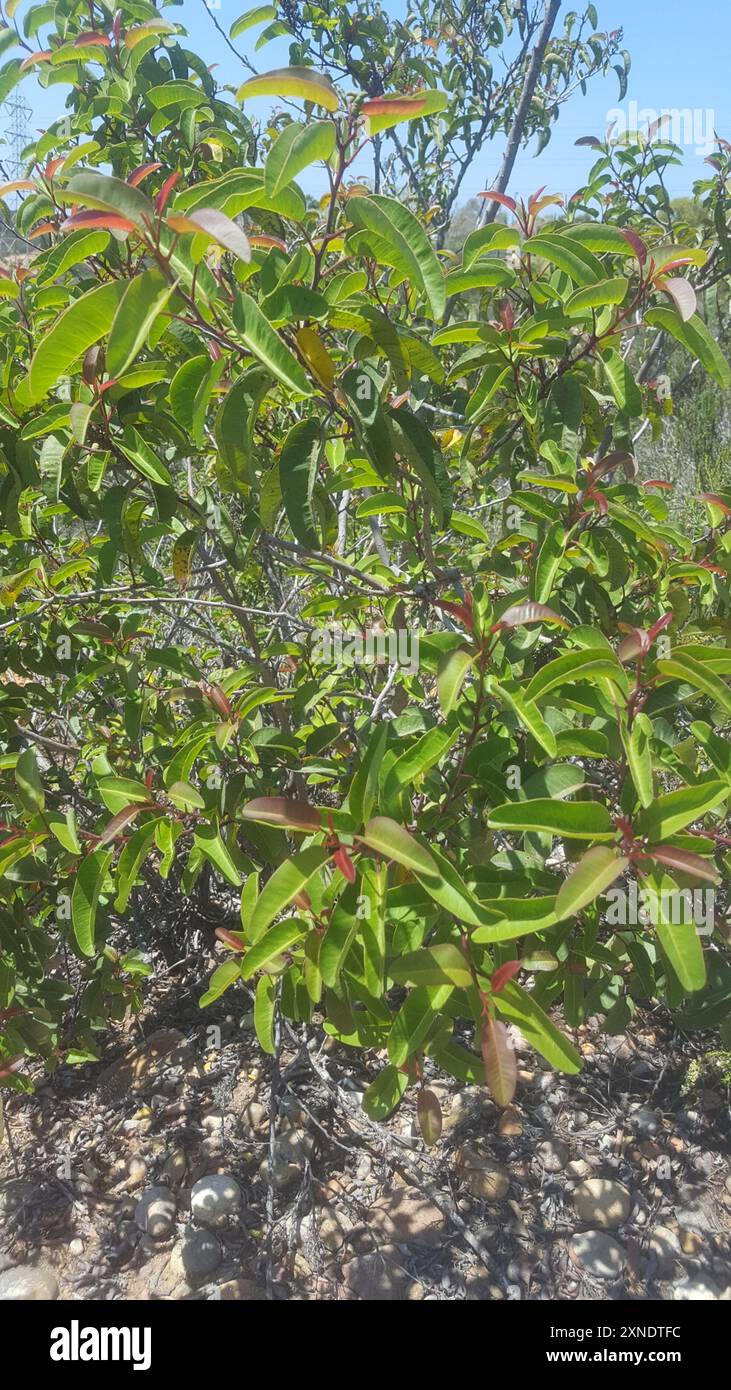 laurel sumac (Malosma laurina) Plantae Stock Photo - Alamy