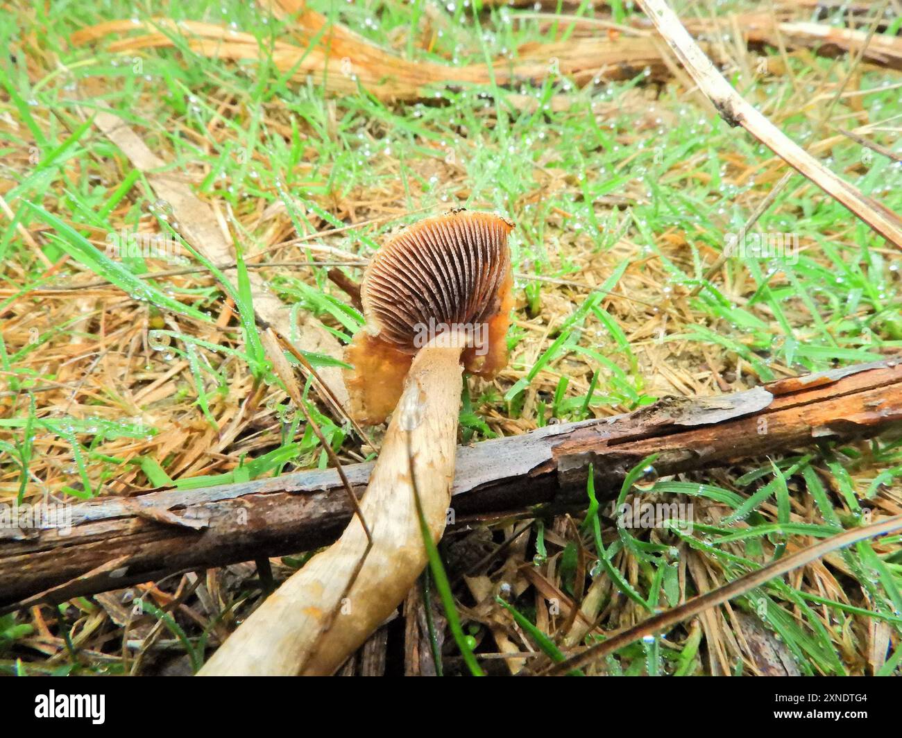 weeping widow (Lacrymaria lacrymabunda) Fungi Stock Photo - Alamy