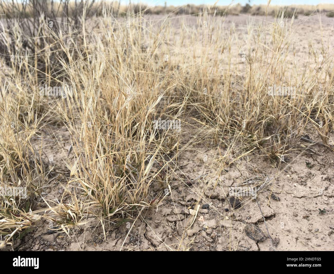 burrograss (Scleropogon brevifolius) Plantae Stock Photo - Alamy