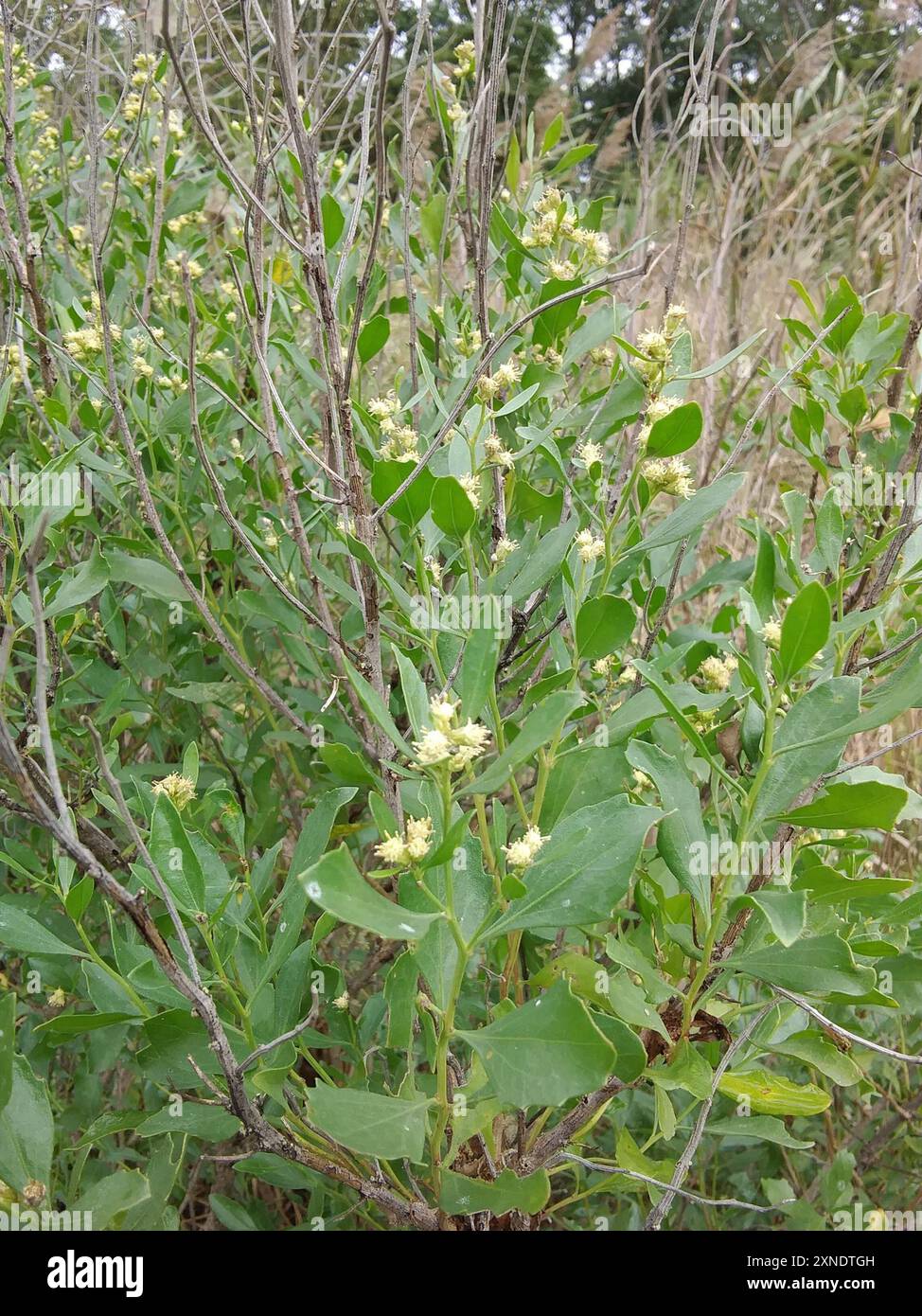 groundsel tree (Baccharis halimifolia) Plantae Stock Photo - Alamy