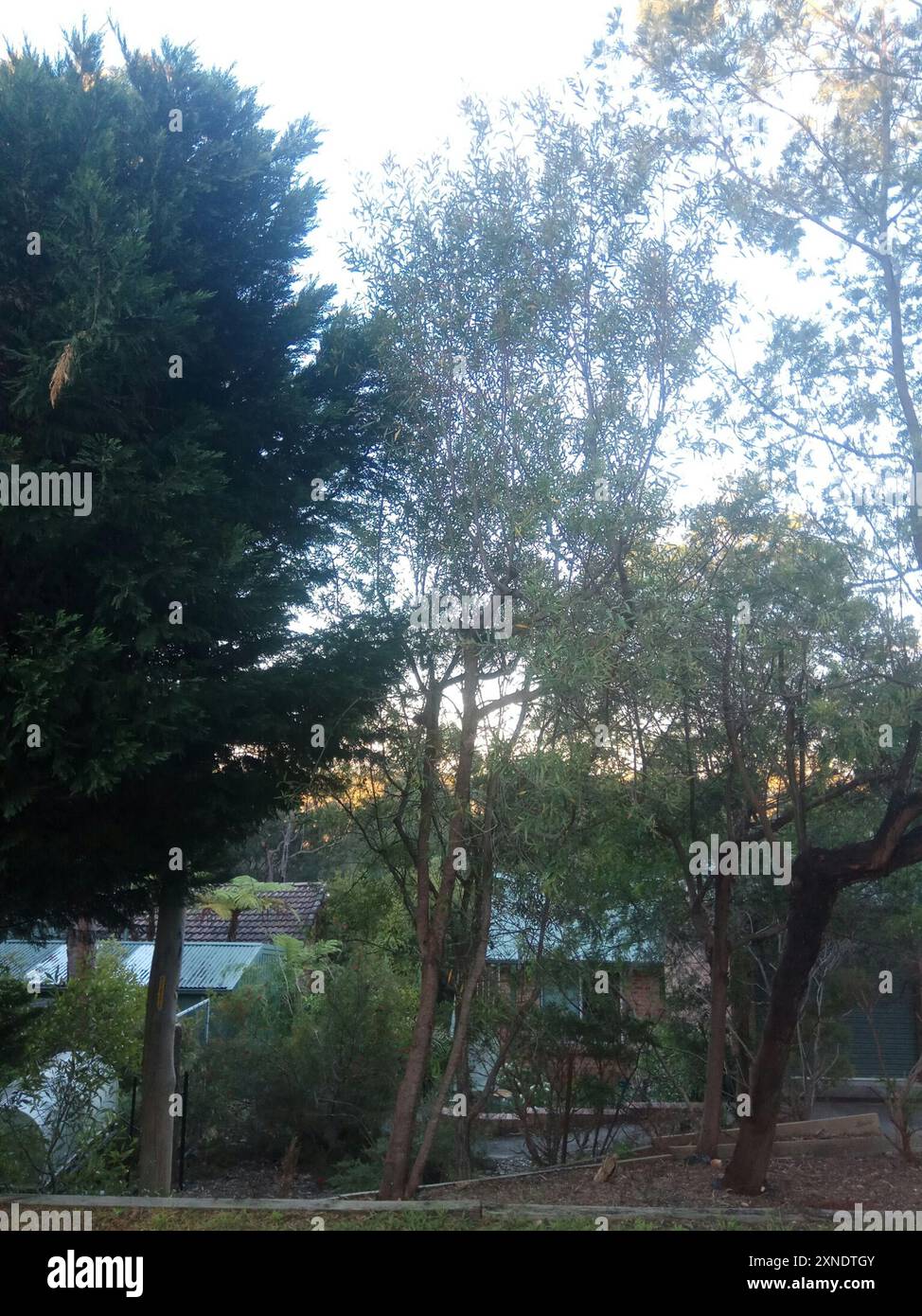 Pincushion trees (Hakea) Plantae Stock Photo - Alamy