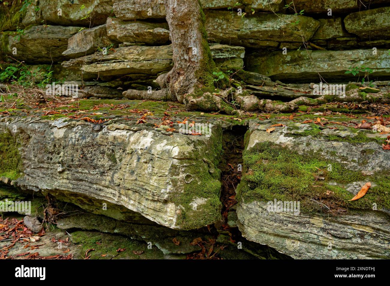 Old tree with exposed roots growing out of stacked rock formations ...