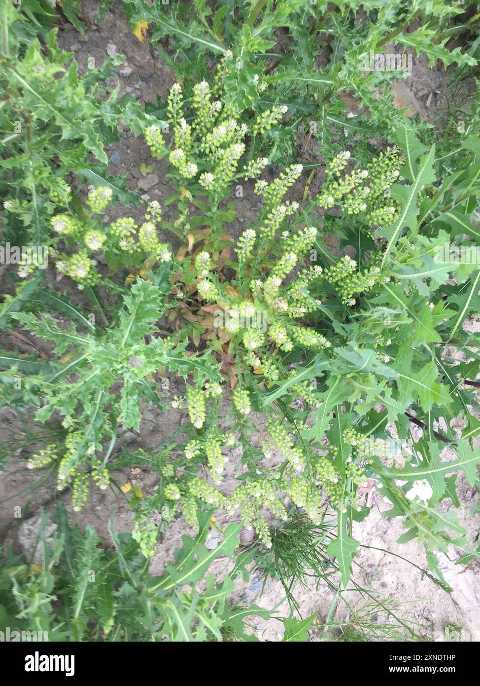 field peppergrass (Lepidium campestre) Plantae Stock Photo - Alamy