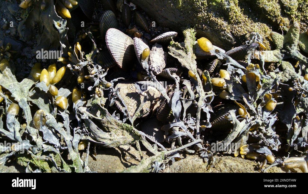 Atlantic Ribbed Mussel (Geukensia demissa) Mollusca Stock Photo - Alamy