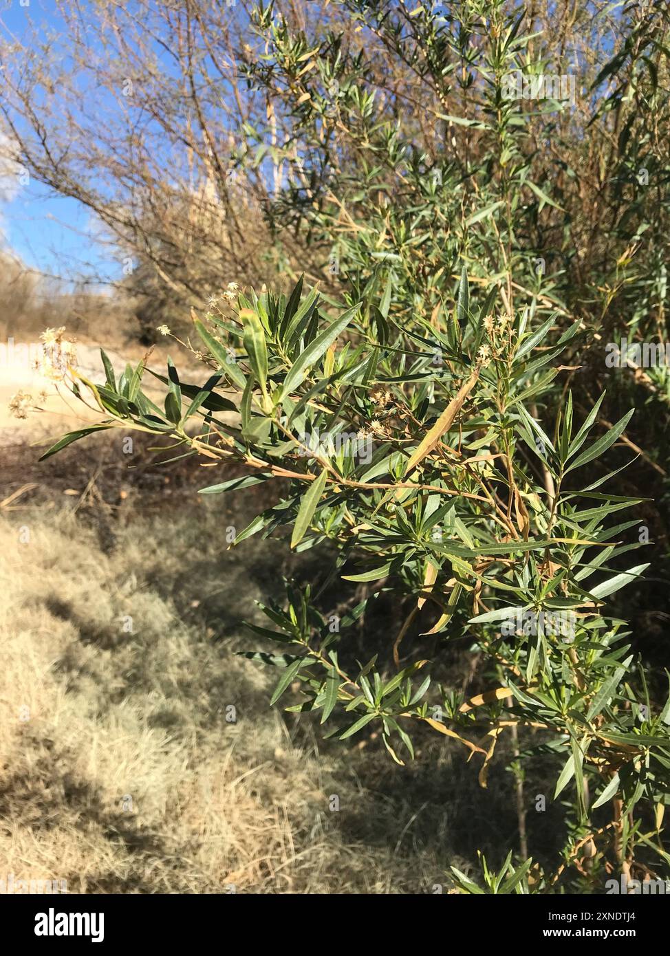 willow baccharis (Baccharis salicina) Plantae Stock Photo - Alamy