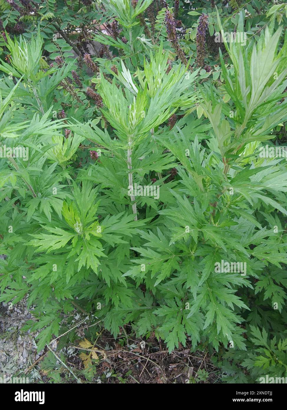 common mugwort (Artemisia vulgaris) Plantae Stock Photo - Alamy