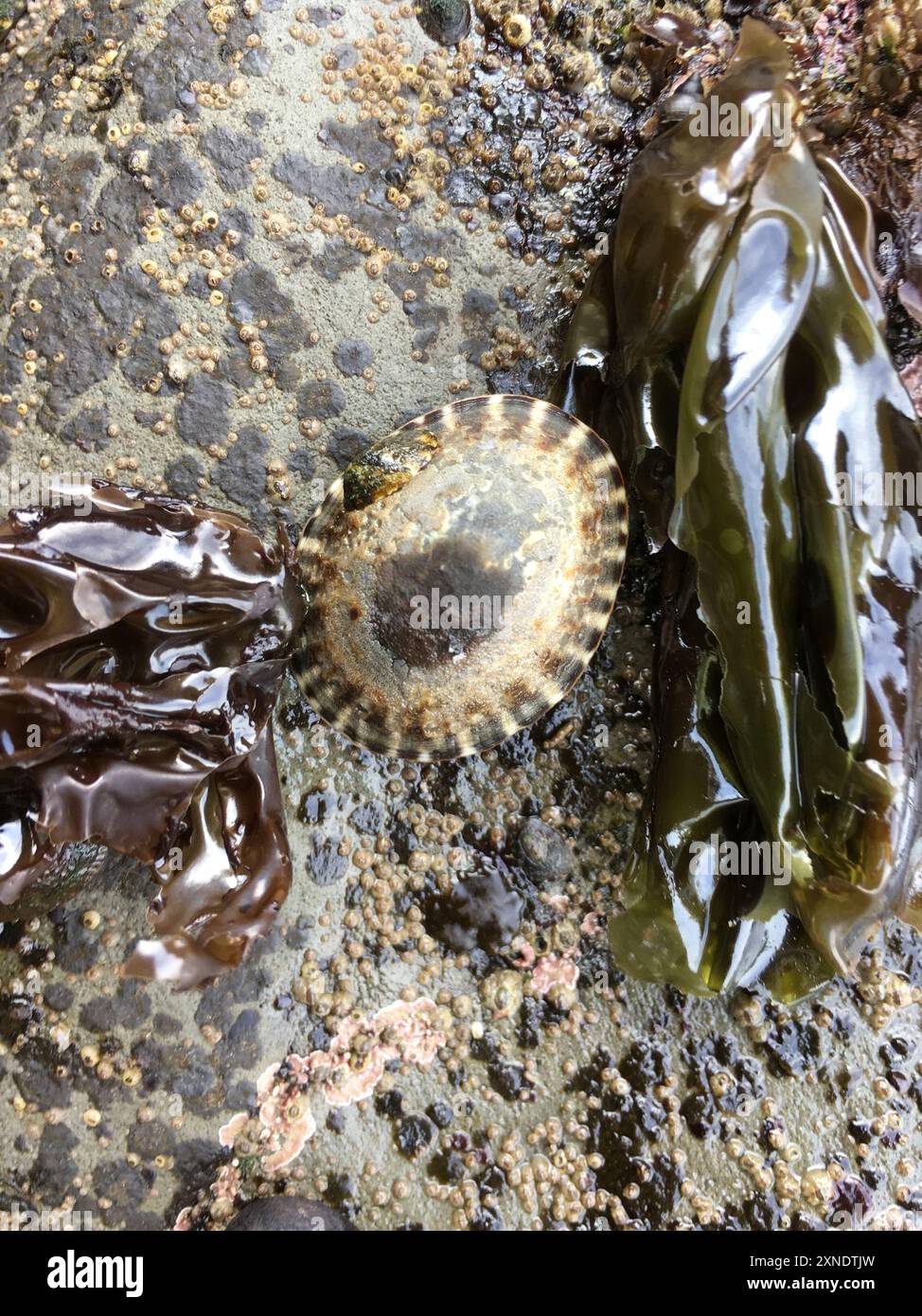 Owl Limpet (Lottia gigantea) Mollusca Stock Photo - Alamy