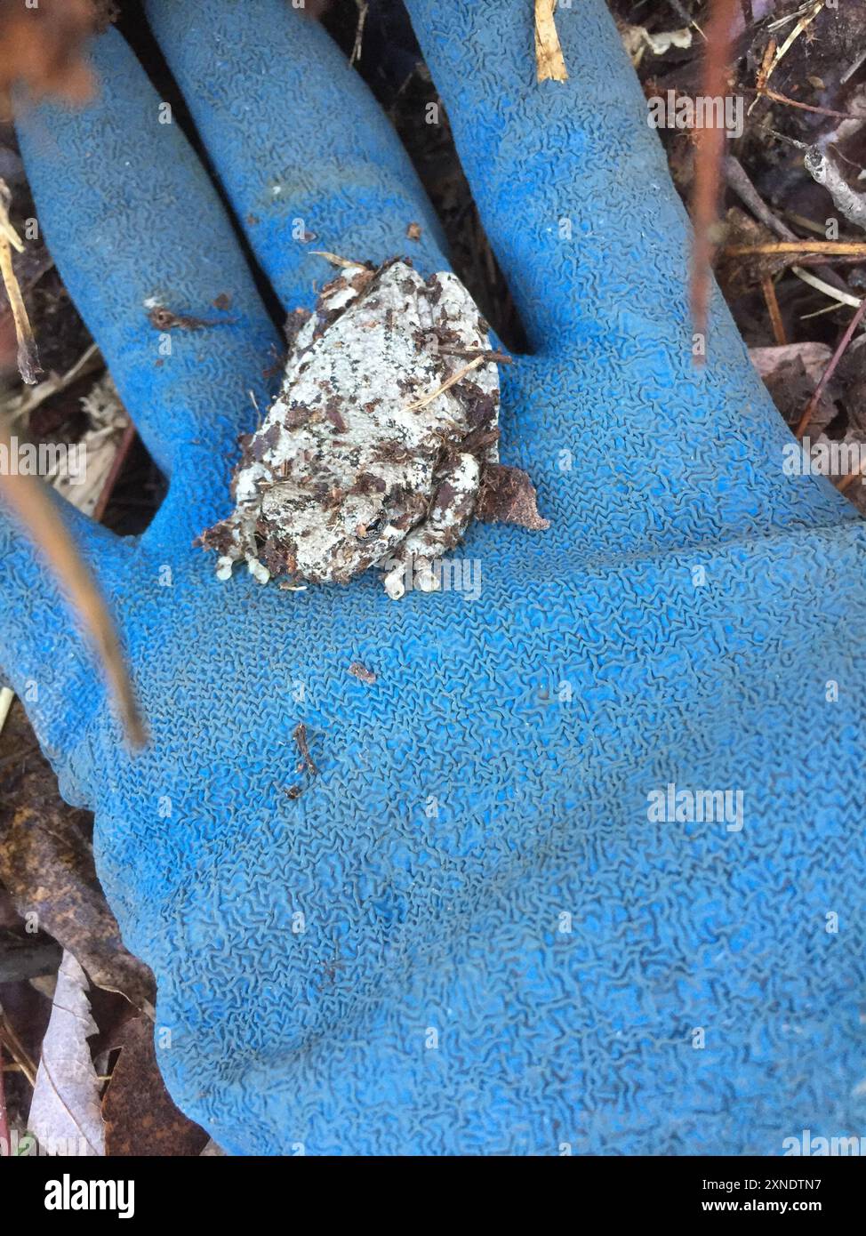 Cope's Gray Treefrog (Hyla chrysoscelis) Amphibia Stock Photo - Alamy
