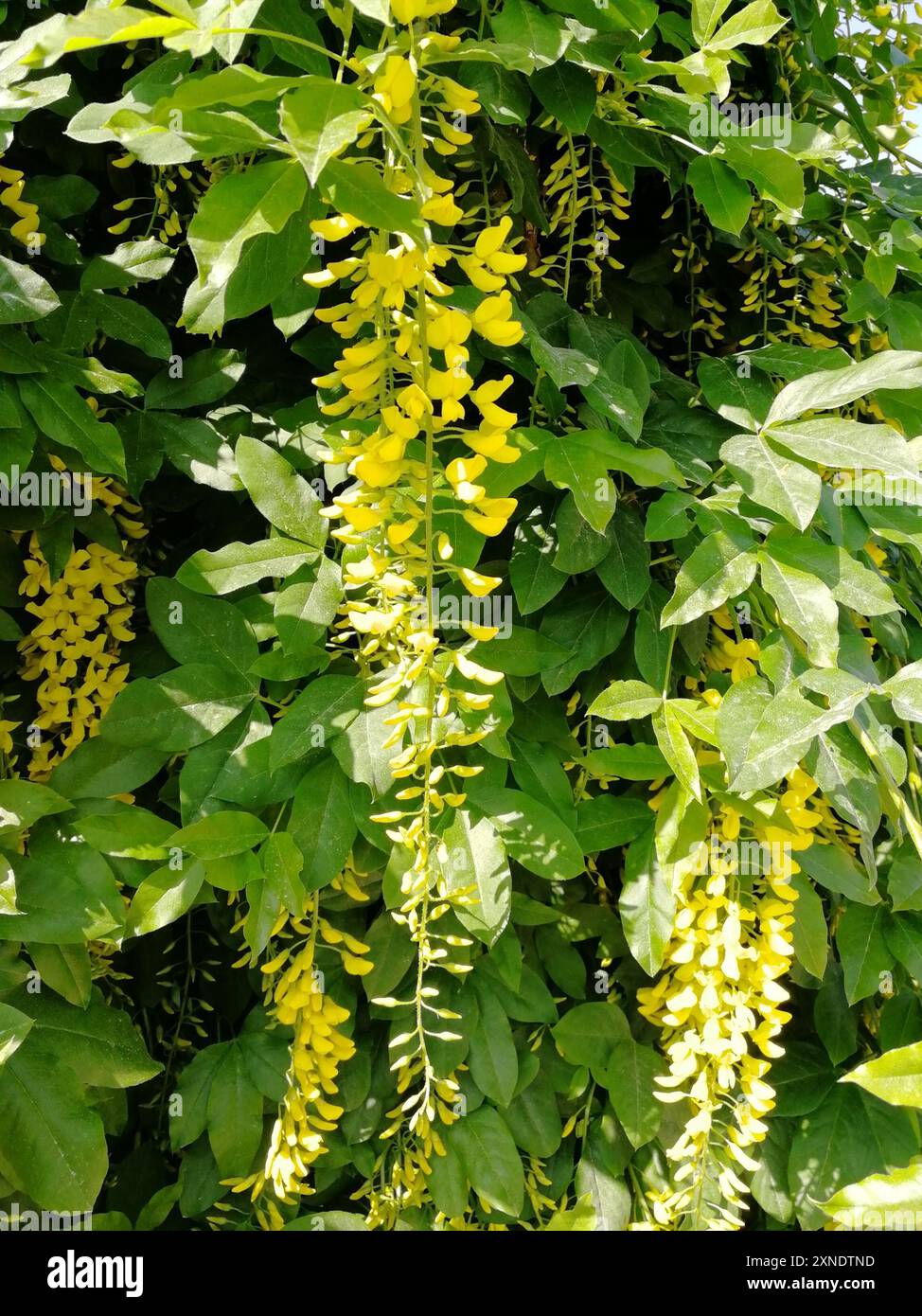 Laburnum (Laburnum) Plantae Stock Photo - Alamy